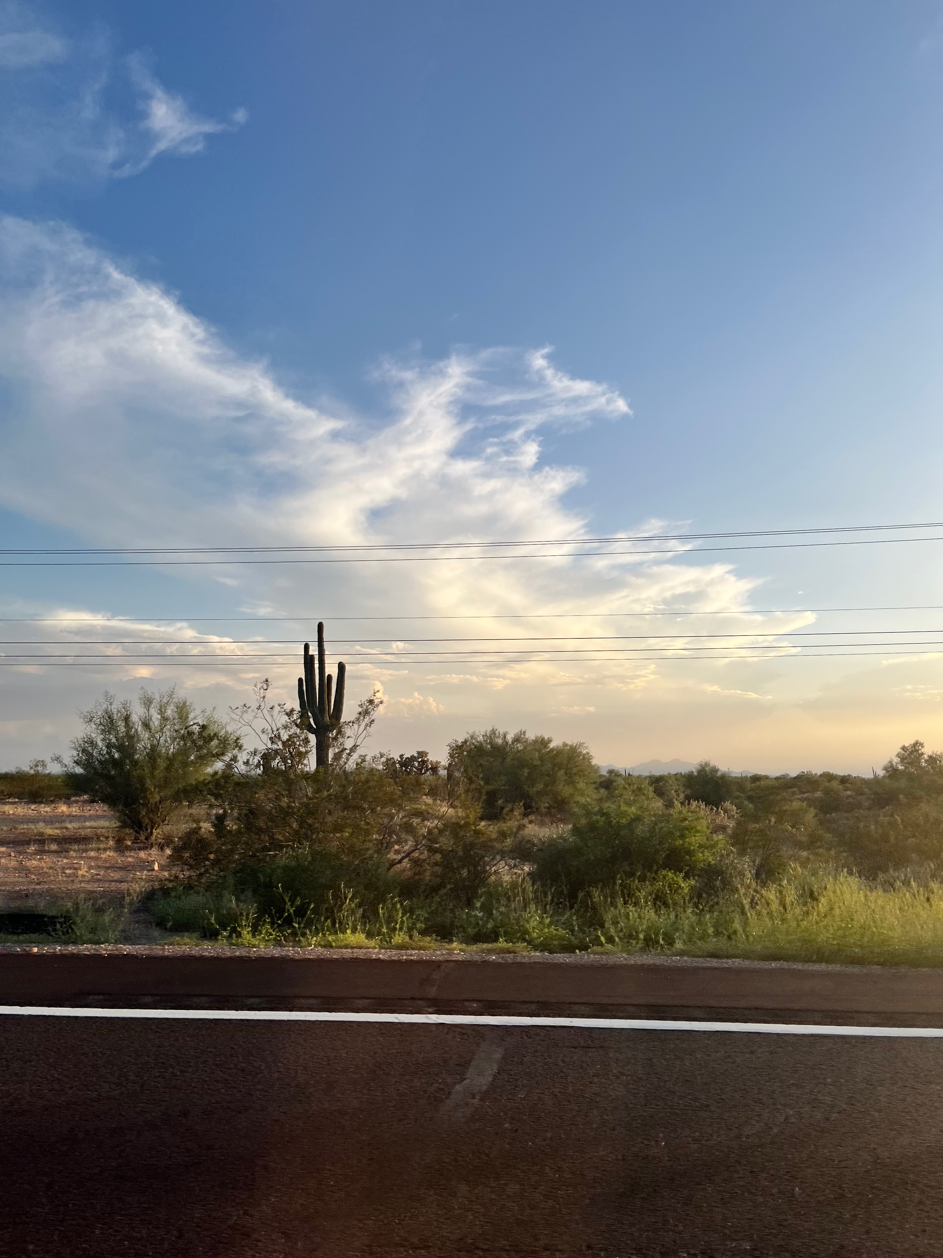 the Ballad of the Saguaro – Green Is The Color